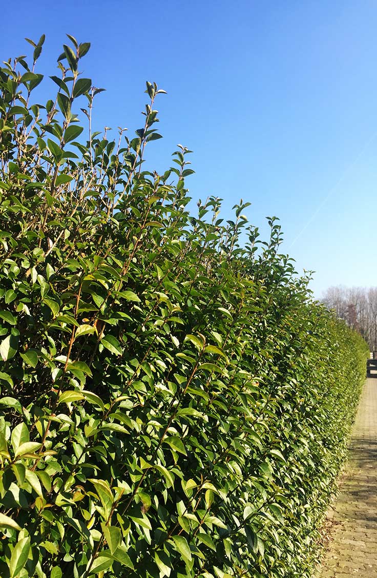 Ligusterhäck: Vintergrön Liguster Färska från Odlaren | Plantinavia.se