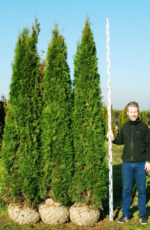 Plantinavia: Sveriges Färskaste Häckväxter och Häckplantor