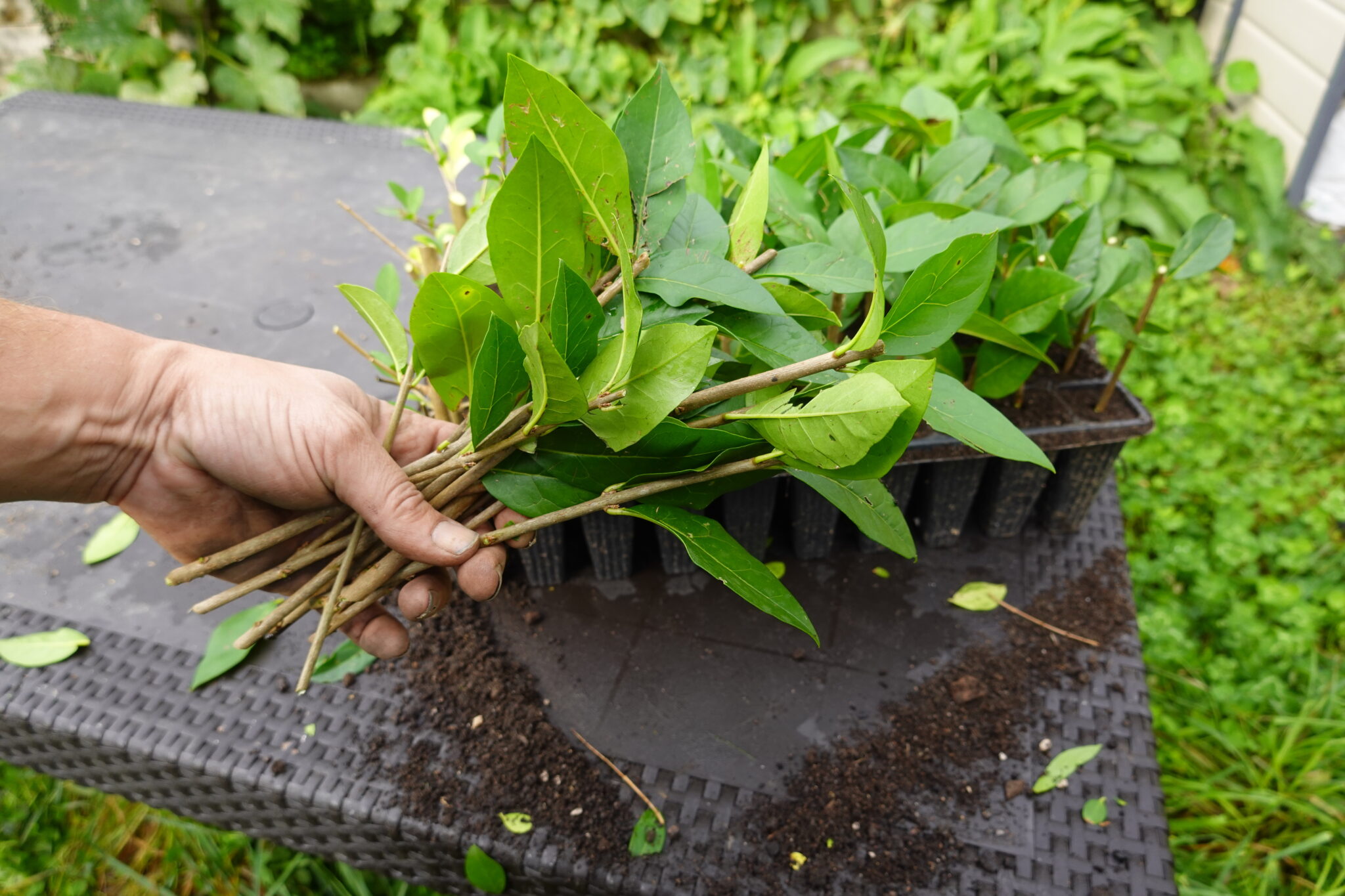 Allt om liguster: Skötsel, beskärning och plantering