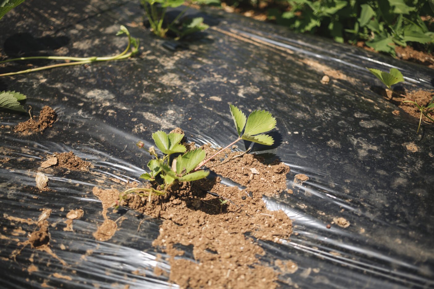 Inspiration till att plantera häckar i en sluttning - Plantinavia Sverige
