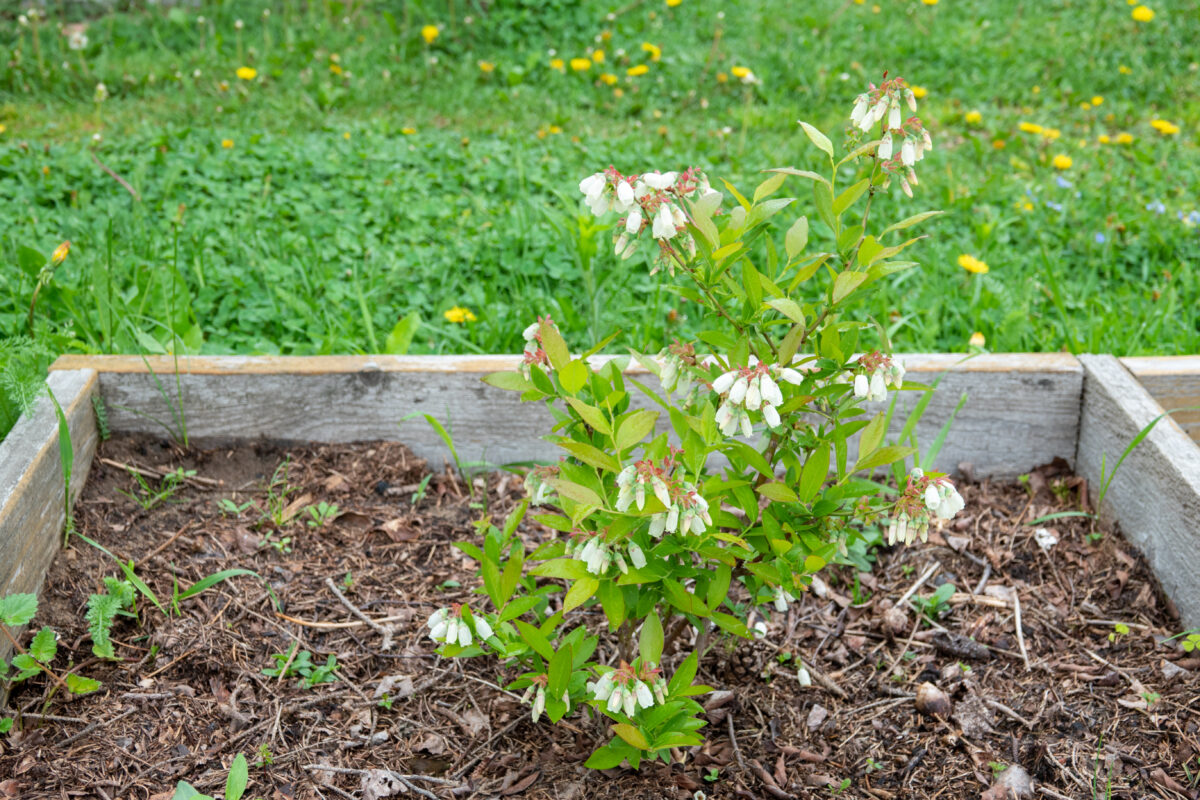 Lär dig hur man bygger en upphöjd odlingsbädd • Plantinavia Sverige